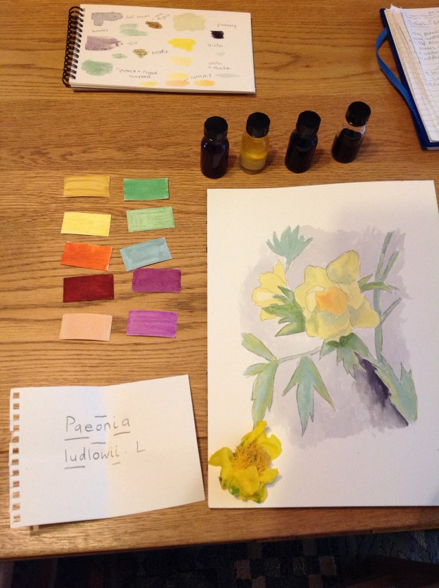 Making natural inks & paints from plants | Happening History